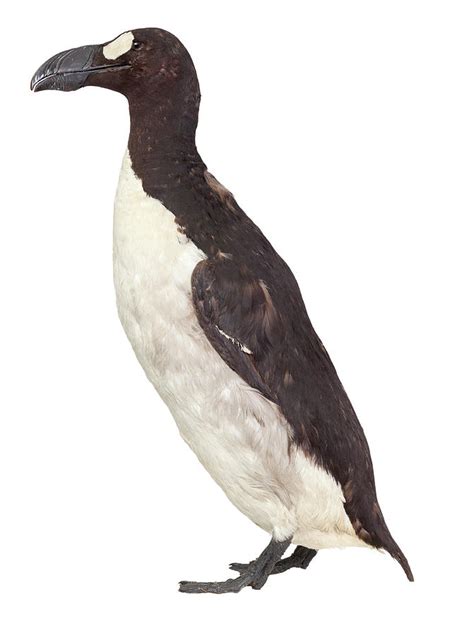 Great Auk Photograph By Natural History Museum London Fine Art America