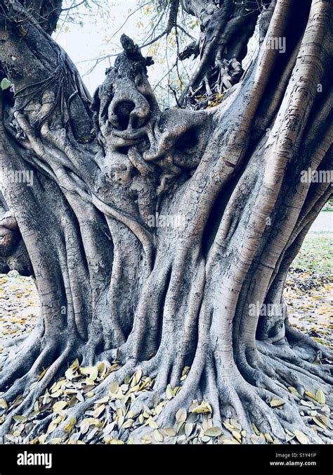 Abstract Tree And It S Roots Stock Photo Alamy