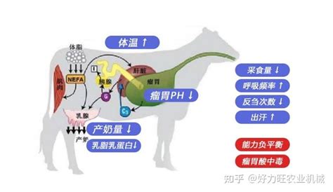 热应激对牛羊的危害 知乎