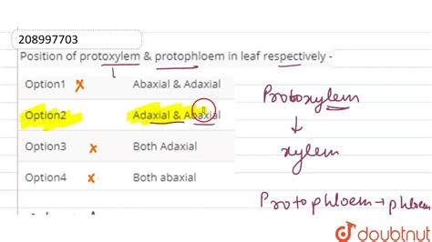 Position Of Protoxylem And Protophloem In Leaf Respectively