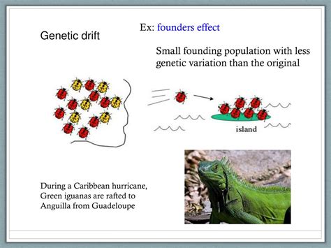 Ppt Selection Causes Microevolution Powerpoint Presentation Free Download Id 1894042
