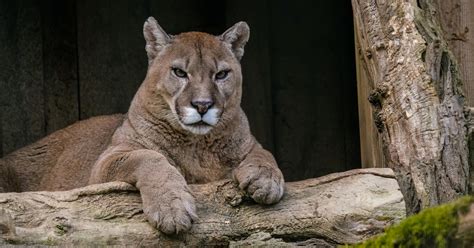Reintroducing Cougars To Pennsylvania Would Better Control Its Deer Population Some Scientists