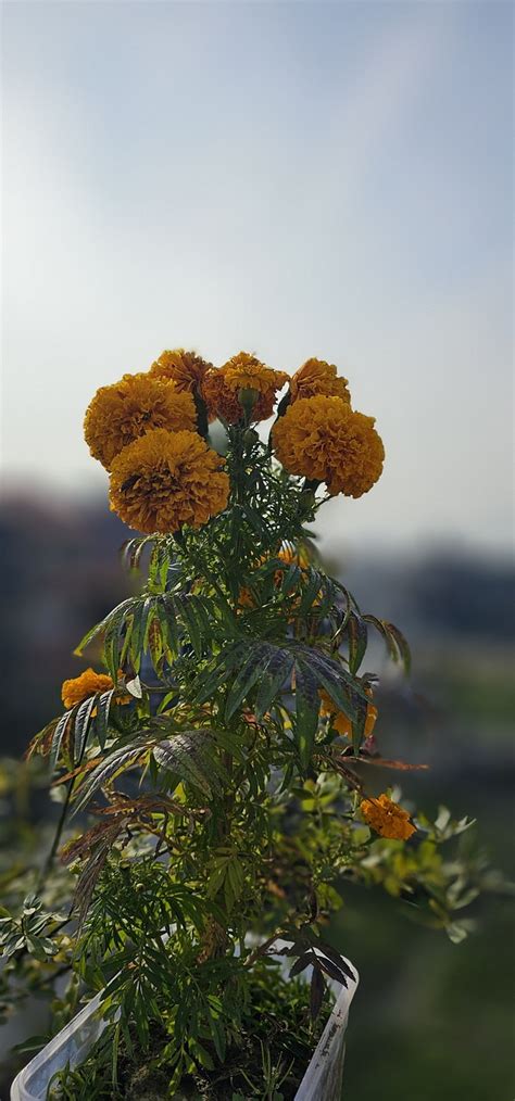 万寿菊 花 Pixabay上的免费照片 Pixabay