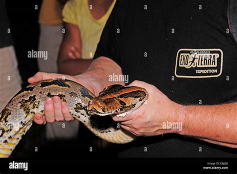 Burmese Python Indian Python Python Molurus Python Molurus Stock