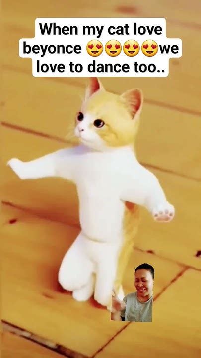 My Cat Love Beyonce And We Love To Dance Dance Music Beyonce Pop