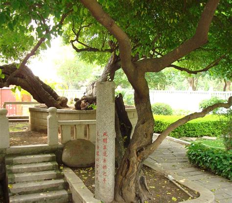 福建 泉州 开元寺 千年古桑 旅游景点大全 泉州西湖假期旅行社