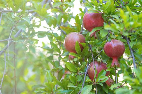 잘 익은 석류 나무는 정원 정원에서 성장하고있다 신선한 석류를 곁들인 나뭇가지 0명에 대한 스톡 사진 및 기타 이미지 0명 가득 찬 곡초류 Istock