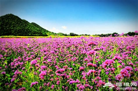 北京最大花海延庆四季花海五彩斑斓 延庆 墙根网