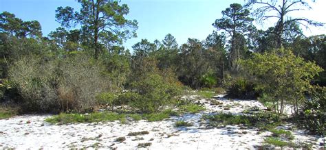 Lake Wales Ridge Basin The Mitigation Banking Group