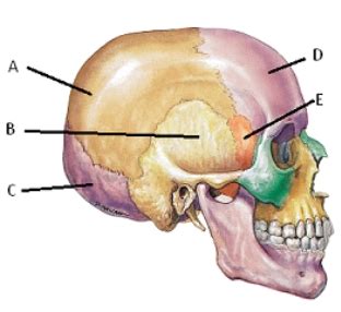What Does Structure B Represent A Frontal Bone B Occipital Bone C