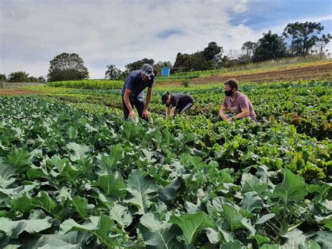 Prefeitura Abre Credenciamento De Produtores Rurais Para Fornecimento