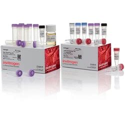 TOPO TA Cloning Kit For Sequencing With One Shot TOP10 Chemically