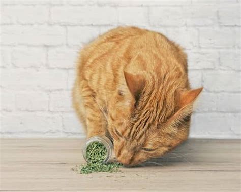 Is Catnip Addictive Why Some Cats Can T Get Enough HubPages
