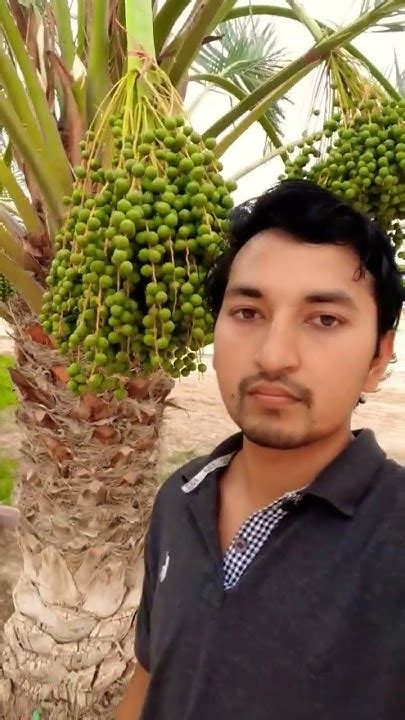 খেজুর বাগান কুয়েত Video Video Youtubeshorts Alhamdulillah Viral
