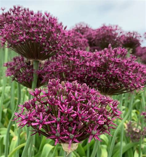 Allium Schubertii Magic — Plant Wholesale Floraccess