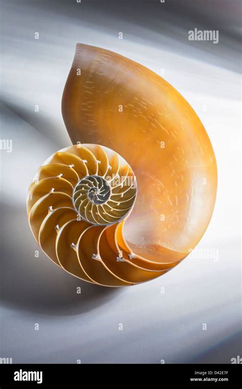 Nautilus Shell Bisected In Half Showing The Chambersnautilus Pompilus