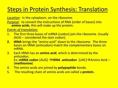 Ppt Protein Synthesis Powerpoint Presentation Free Download Id 2568242
