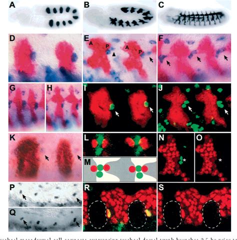 Figure 1 From Single Mesodermal Cells Guide Outgrowth Of Ectodermal Tubular Structures In