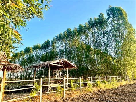 จากต้นกล้า สู้ต้นข้าว 🎉💚 บรรยายกาศยามเช้า 🌄 บ้านสวนไผ่คาเฟ่ ร้านกาแฟ คาเฟ่ ในสวนไผ่ นวนคร