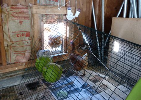 How To Automate Your Chicken Coop Make