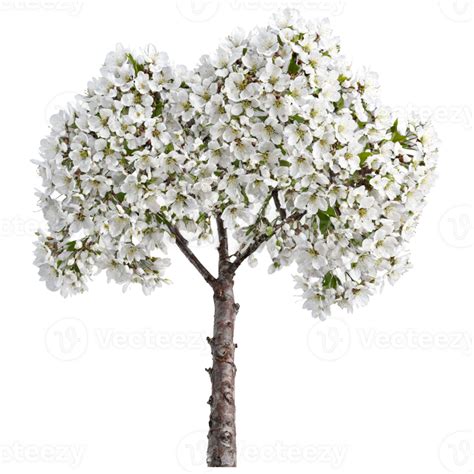 Wild Cherry Tree Medium Sized Tree With Smooth Reddish Brown Bark And Clusters Of White 46803448 PNG