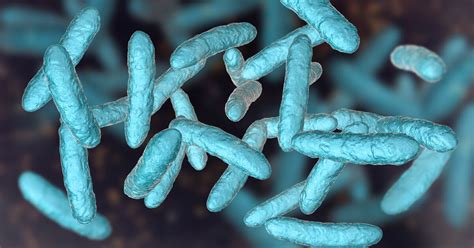 Lactobacillus Crispatus Probiotics May Support Vaginal Health