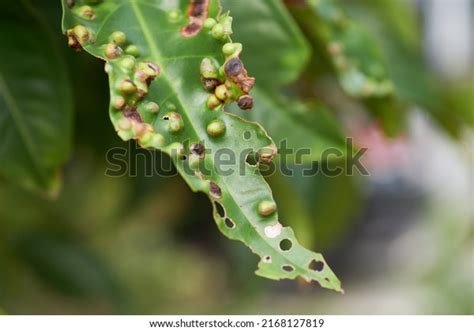 Guava Rust Stock Photos And Pictures Images Shutterstock