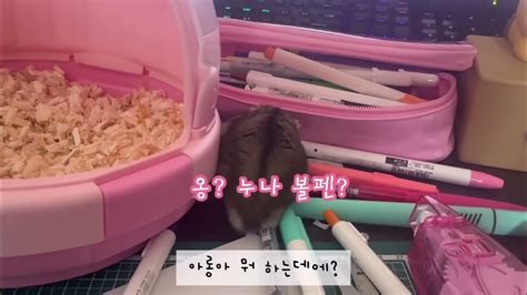[햄스터아롱] 집사 책상 탐색 하는 햄스터 Youtube