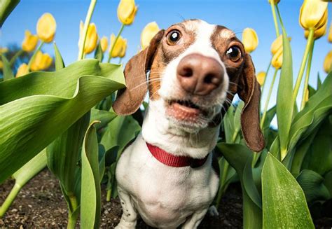 Iata Care Sunt Cei Mai Amuzanti Si Expresivi Caini Din Lume