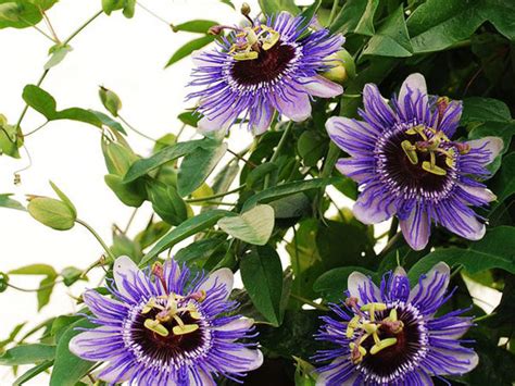 Passiflora Caerulea Blue Passionflower Jurassicplants Nurseries