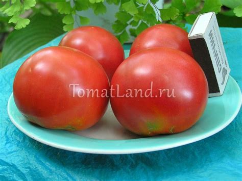 Томат Розовое рафаэлло: ОТЗЫВЫ, фото, урожайность | tomatland.ru