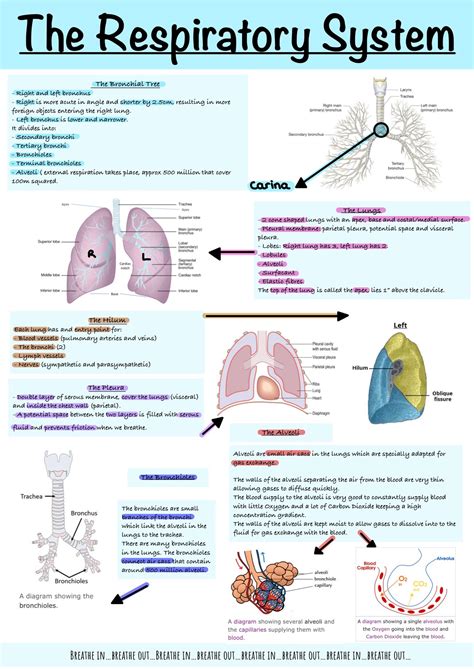 The Respiratory System Study Guide Etsy