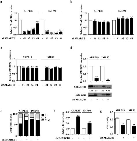 Beyond Smarcb1 Loss Recent Insights Into The Pathobiology Of