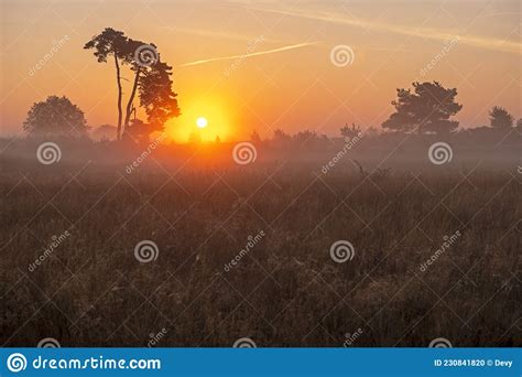 Sunrise In The National Park De Hoge Veluwe In The Netherlands Stock