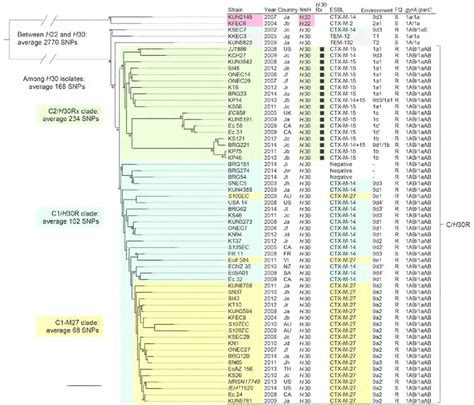 Core Genome Single Nucleotide Polymorphism Snpbased Phylogenetic Download Scientific Diagram