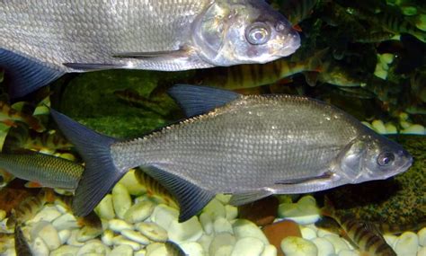 Common Bream Facts Diet Habitat And Pictures On Animaliabio