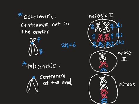 SOLVED Draw Metaphase For Meiosis I Meiosis II And Mitosis For A