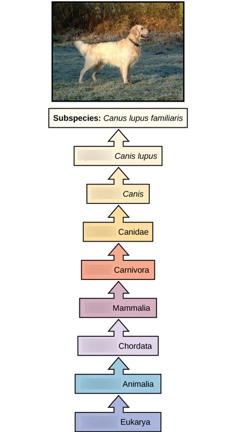 Taxonomy Diagram Quizlet