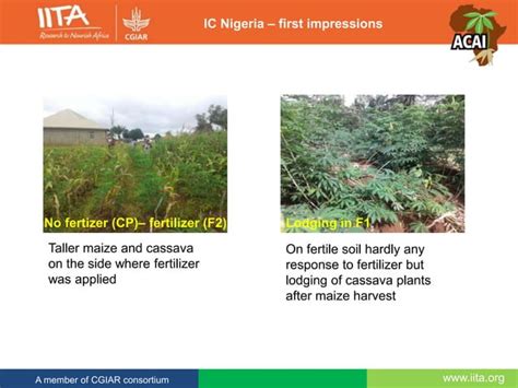 Intercropping Use Case In Nigeria Cassavamaize Ppt