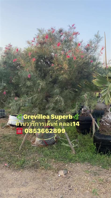 🌿สนเกรวิลเลีย สีโอรสแคระ หรือ ส้มแคระ 🌿🪴 “grevillea Superb” 🪴ทรงพุ่มสูง