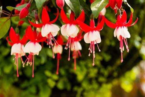Propagating Fuchsias Cuttings And Sowing Gardender Propagating Fuchsias Cuttings And Sowing Gardender
