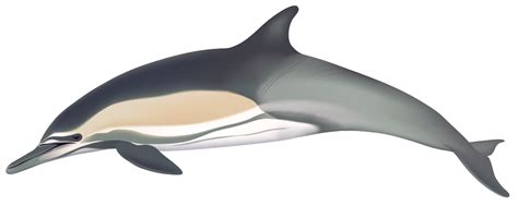 Delphinus Capensis Society For Marine Mammalogy