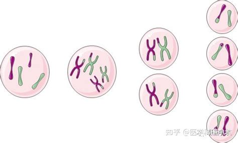 各种细胞器典型标记物 知乎