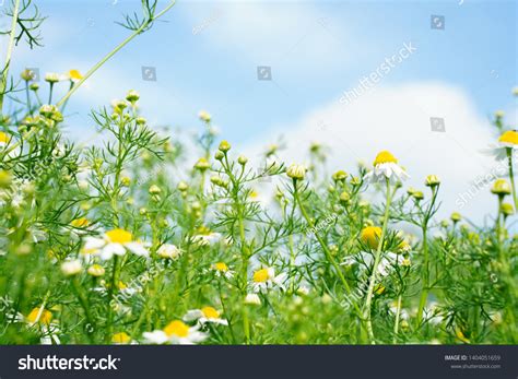 127 Anthemis Nobilis Flower 이미지 스톡 사진 및 벡터 Shutterstock