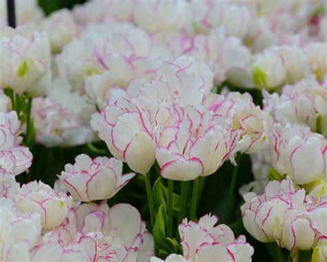 Tulip 'Belicia' bulbs — Buy online at Farmer Gracy UK
