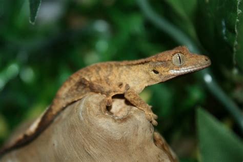 게코 도마뱀 I Am Hoarder