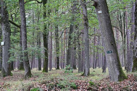 나무 숲 Pixabay의 무료 사진 Pixabay