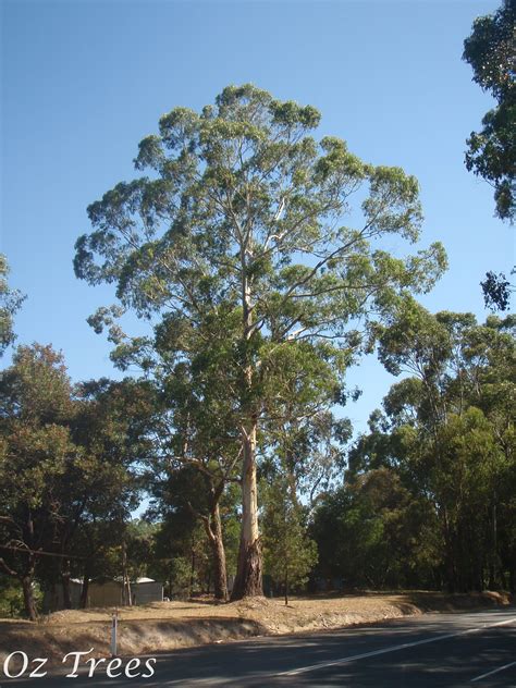 Eucalyptus Viminalis 140mm Oz Trees Native Plant Nursery