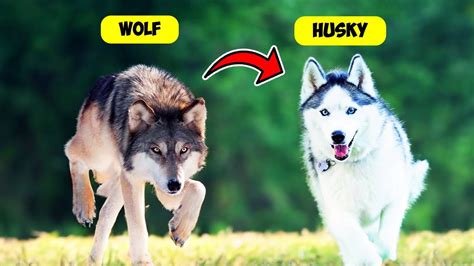 10 Dog Breeds Genetically Similar To Wolves
