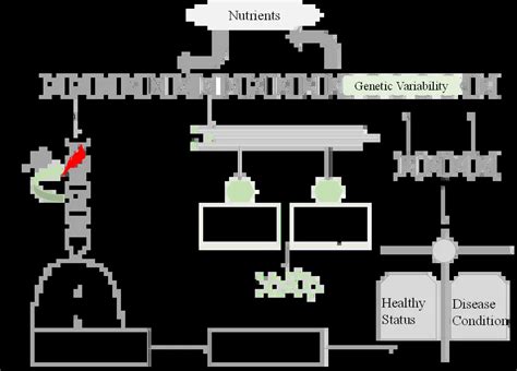 Understanding The Future Of Personalized Nutrition Exploring The Role Of Nutrigenomics And